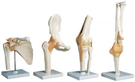 Anatomical Models | Integrated Medical